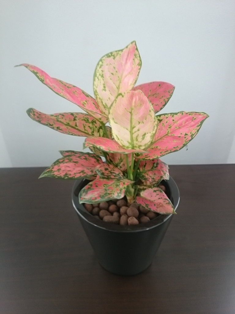 Aglaonema Pink Table Top - Groen Gardens & Landscapes Sdn Bhd
