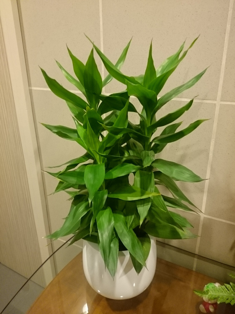 Buddha Bamboo in Modern Table Top Pot - Groen Gardens & Landscapes Sdn Bhd