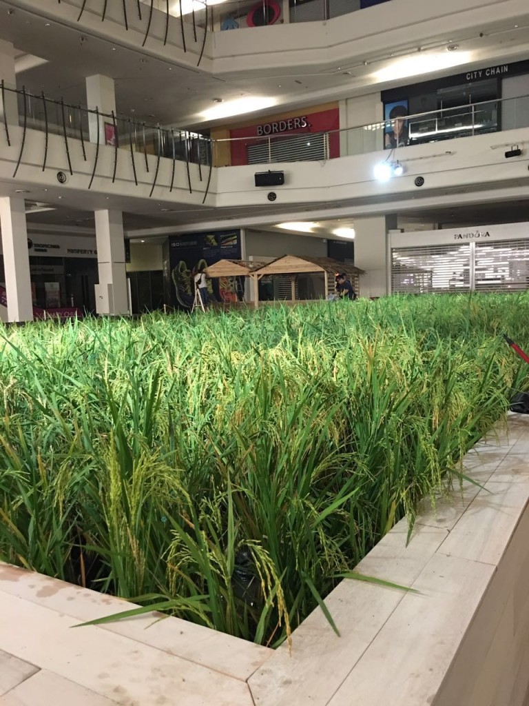 Padi Field in Mall Adhoc Event - Groen Gardens & Landscapes Sdn Bhd