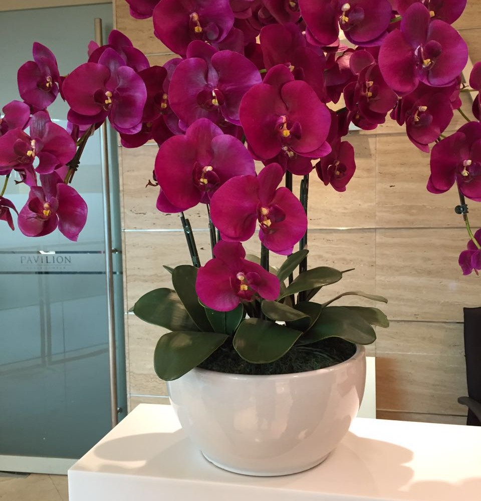 Table Top Plants Archives - Groen Gardens & Landscapes Sdn Bhd