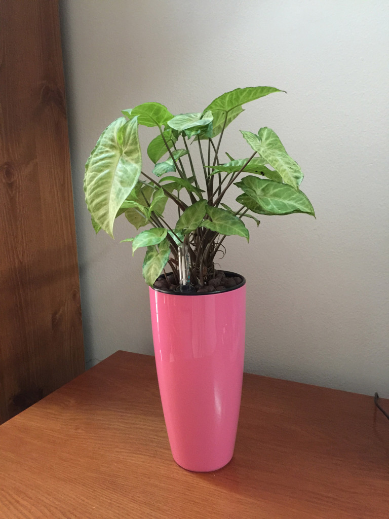 Table Top Plant - Groen Gardens & Landscapes Sdn Bhd